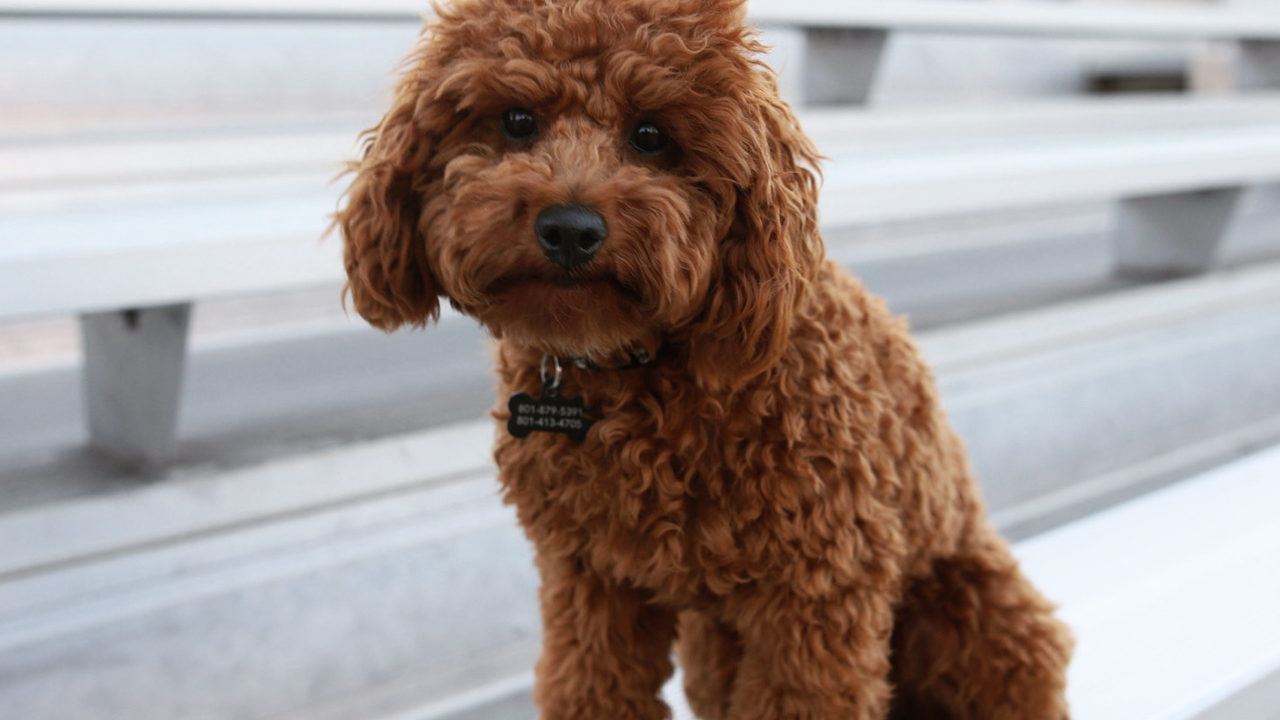 Parents | Puppy Match